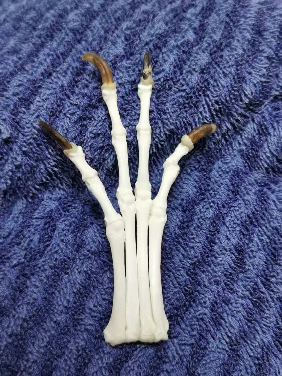 Real Fox Paw Bone. Real Animal Bone. Altar Ceremony. - Etsy
