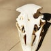 Authentic Ostrich Skull | Exotic Bird Taxidermy | Bone Specimen for ...