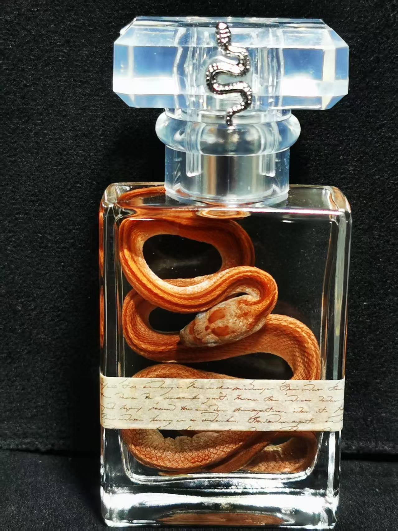 Preserved Corn Snake Wet Specimen in Glass Bottle | Real Snake in Fluid ...