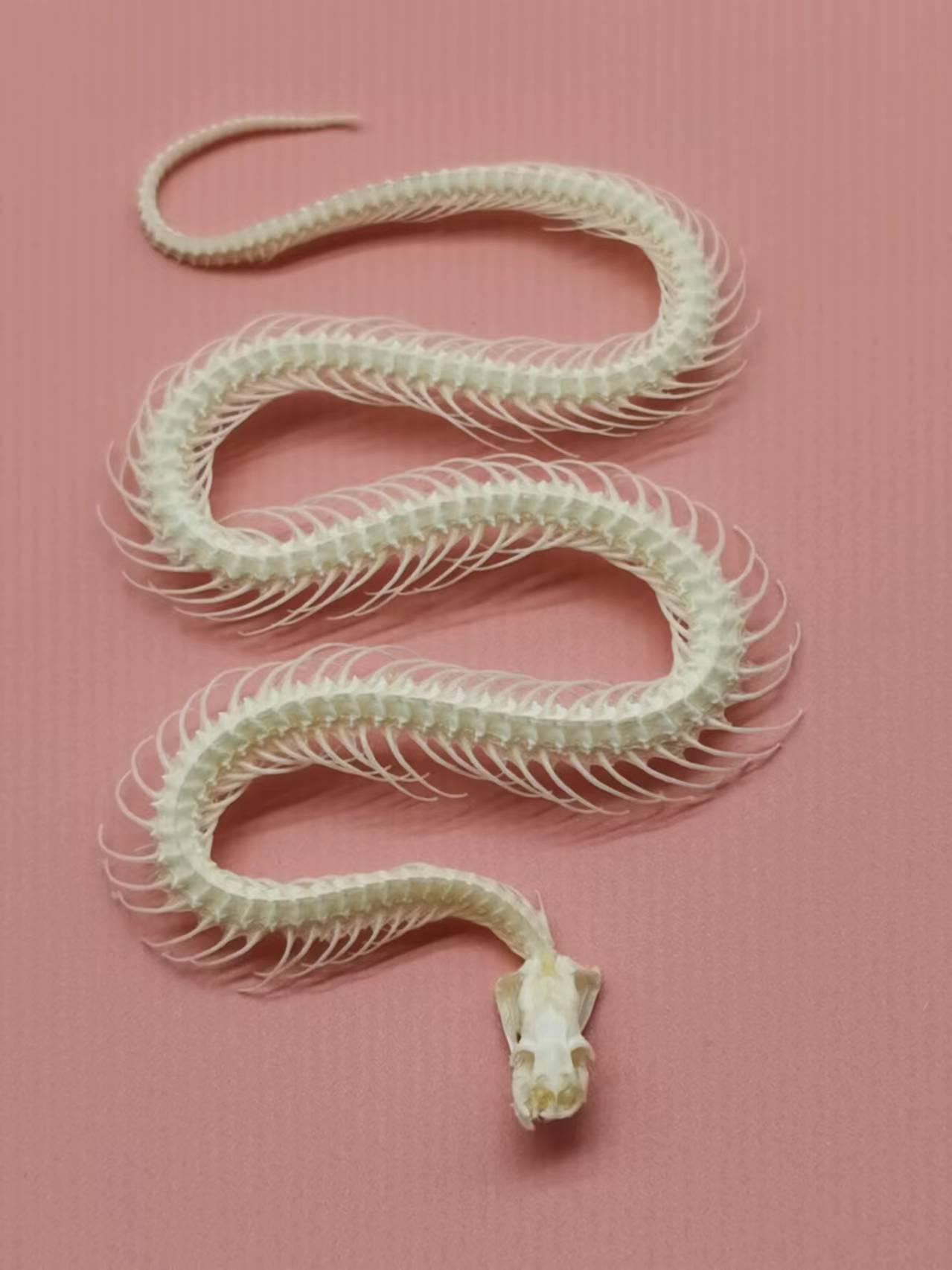 A Complete Snake Skeleton. - Etsy