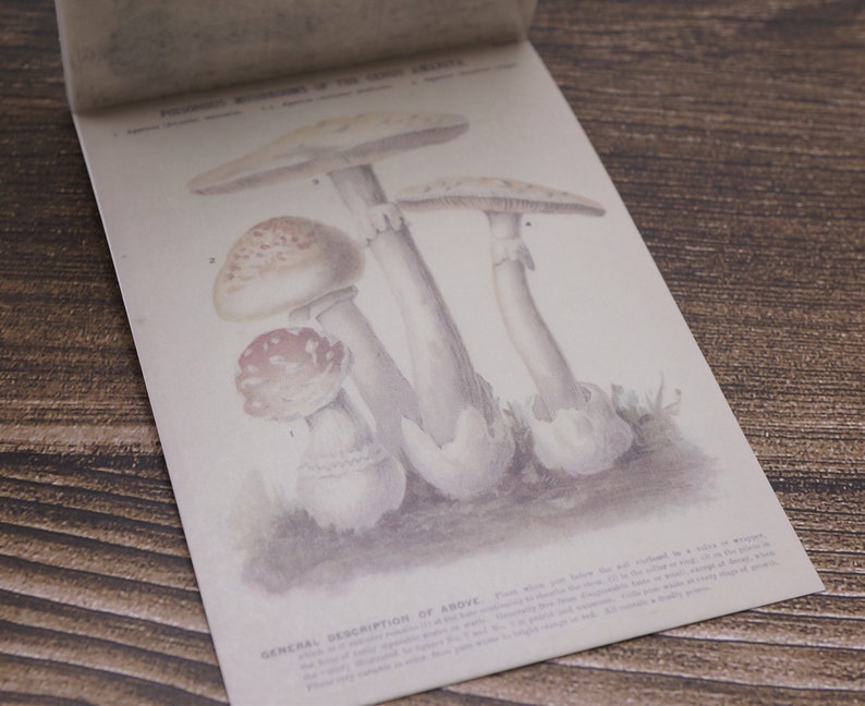 Plants Sticker Book Mushroom Stickers TZ3247 | Etsy