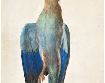 Wing of a Blue Roller by Albrecht Durer | Etsy