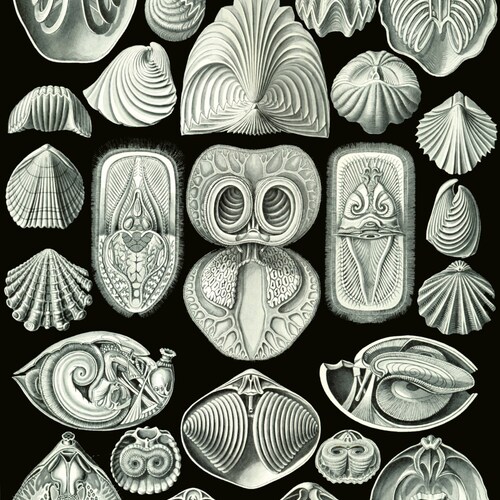 Ernst Haeckel Botanical Print Nature Art Fungi - Etsy