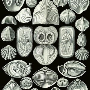 Ernst Haeckel Botanical Print - Nature Art Shell Biology - Etsy