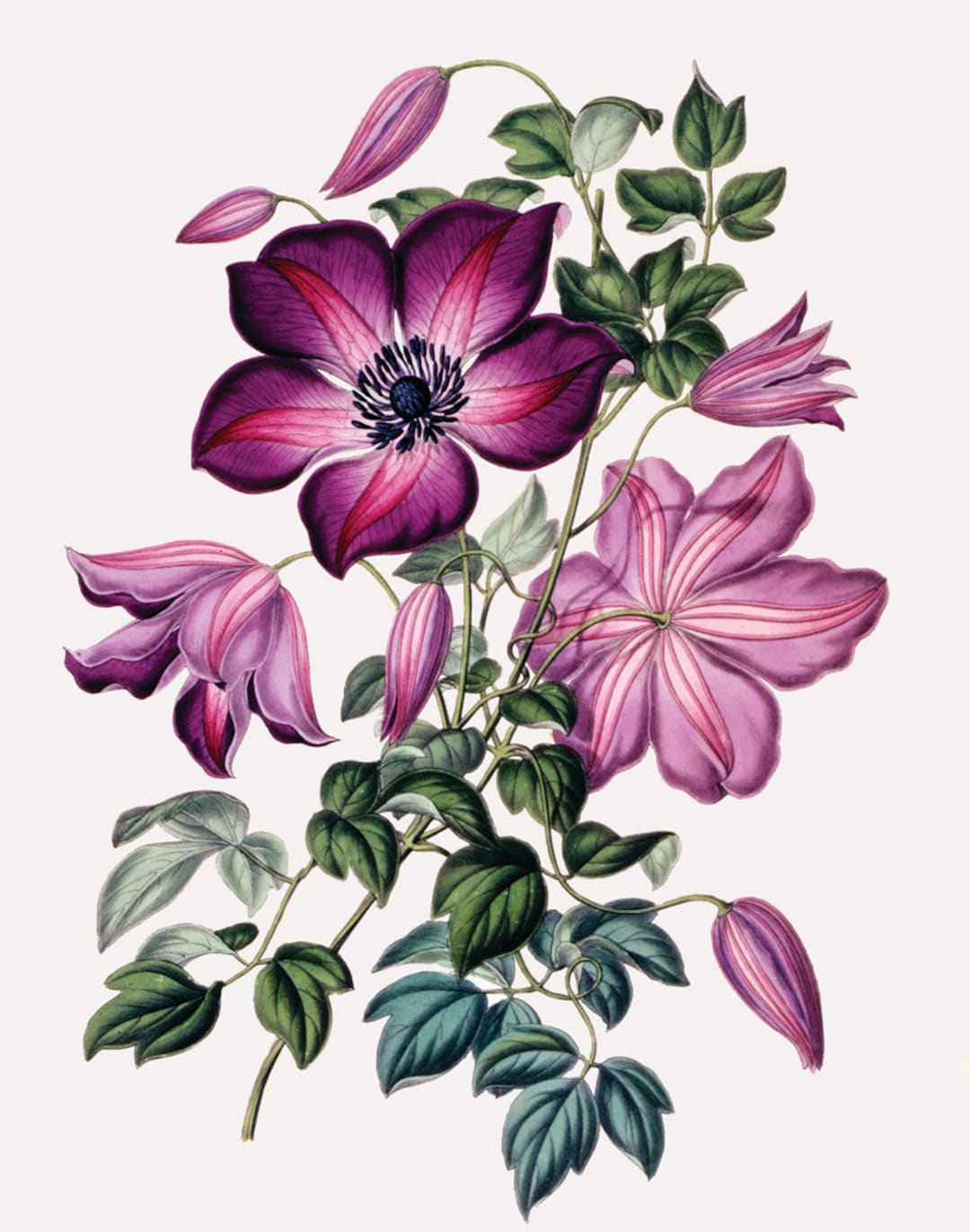 Clematis by Miss Sowerby - Etsy