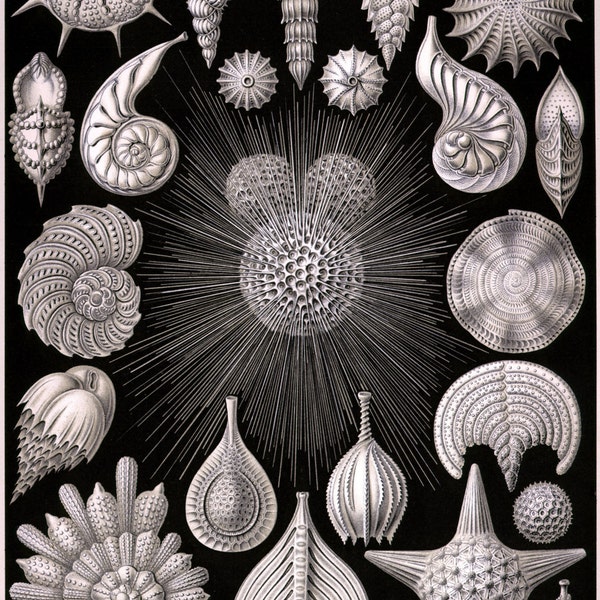 Ernst Haeckel Botanical Print Nature Art Thalamophora Shell - Etsy