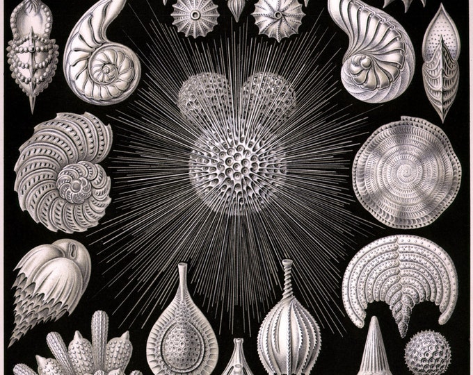 Ernst Haeckel Botanical Print - Nature Art Thalamophora Shell - Etsy