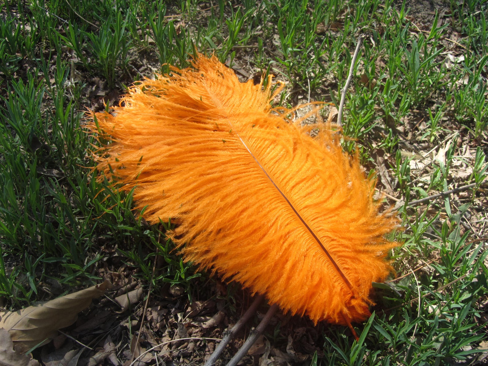20pcs Orange Ostrich Feather for Wedding Table | Etsy