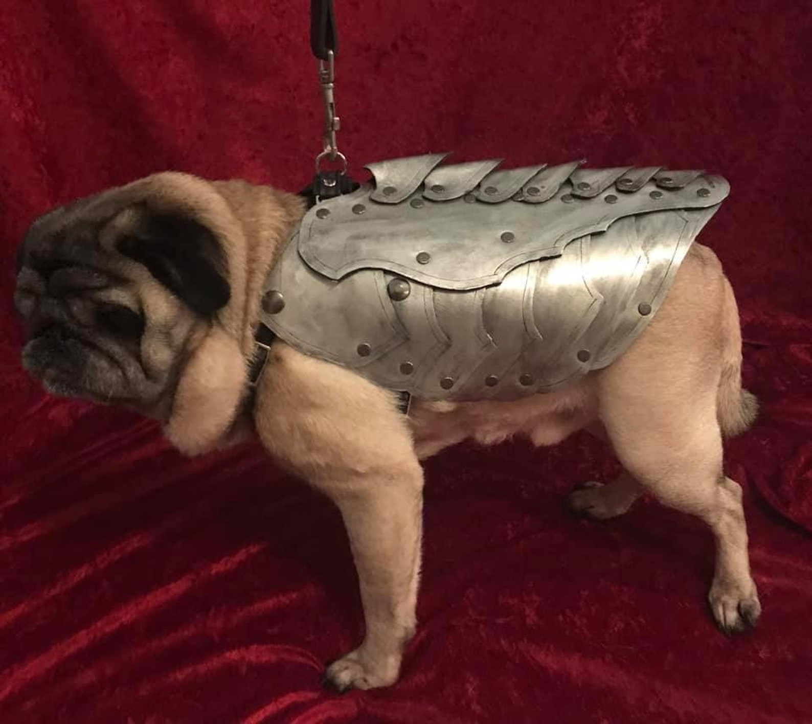 Leather Pug Battle Armor - Etsy