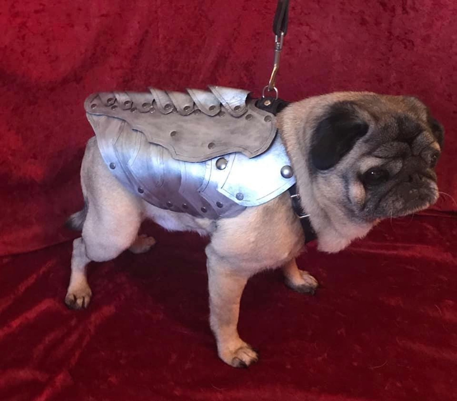 Leather Pug Battle Armor - Etsy