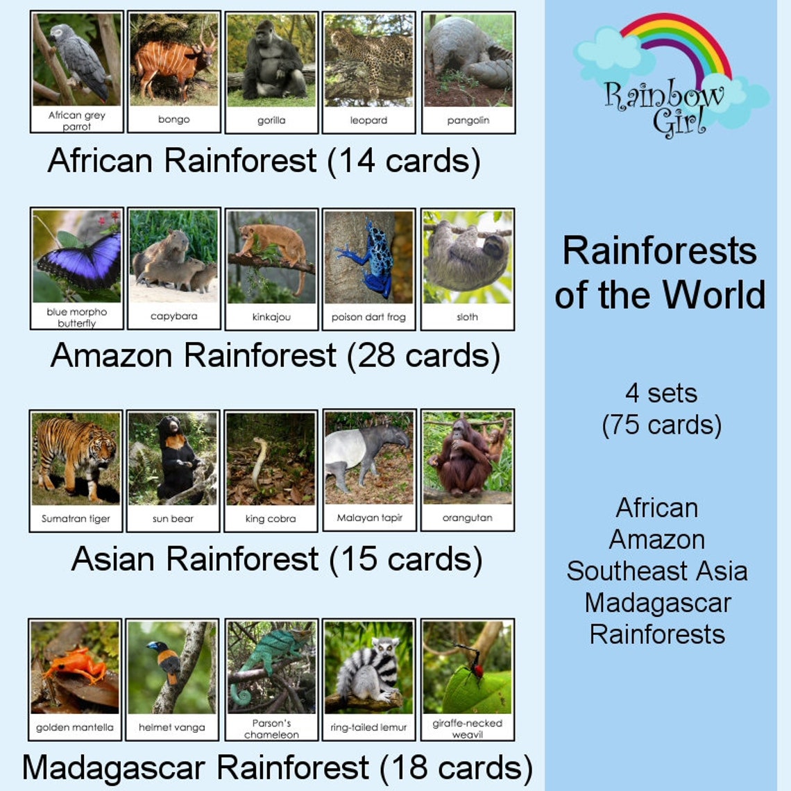 Rainforests of the World / Amazon Rainforest / Flash Cards ...