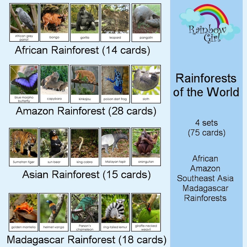 Rainforests of the World / Amazon Rainforest / Flash Cards ...