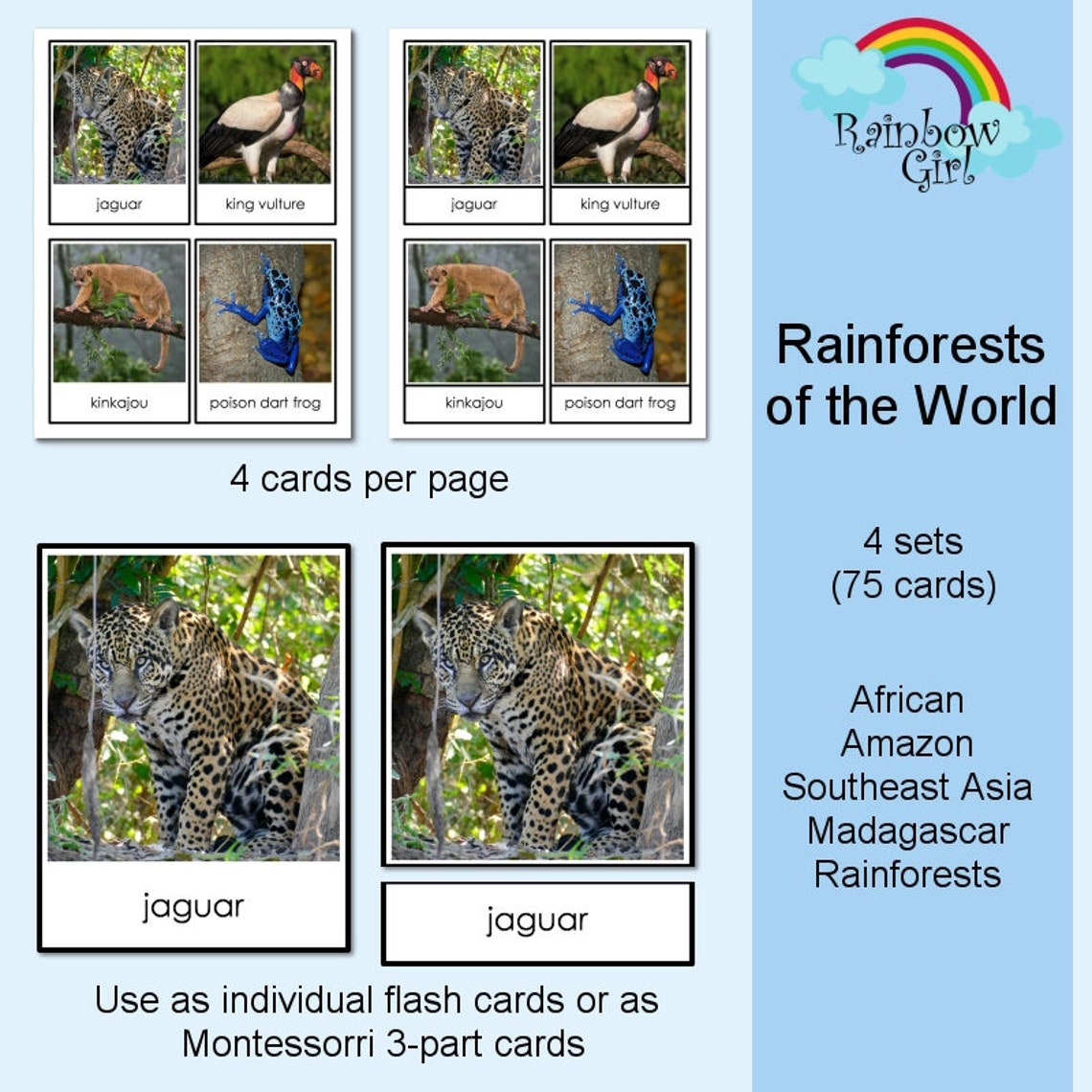 Rainforests of the World / Amazon Rainforest / Flash Cards ...