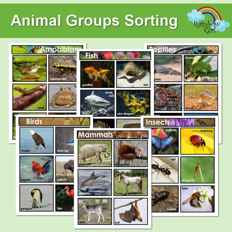 Animal Groups Sorting Activity Game / Printable Posters - Etsy