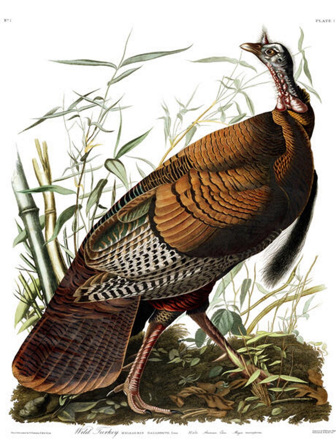 Game Turkey American John James Audubon Famous the Birds of America ...