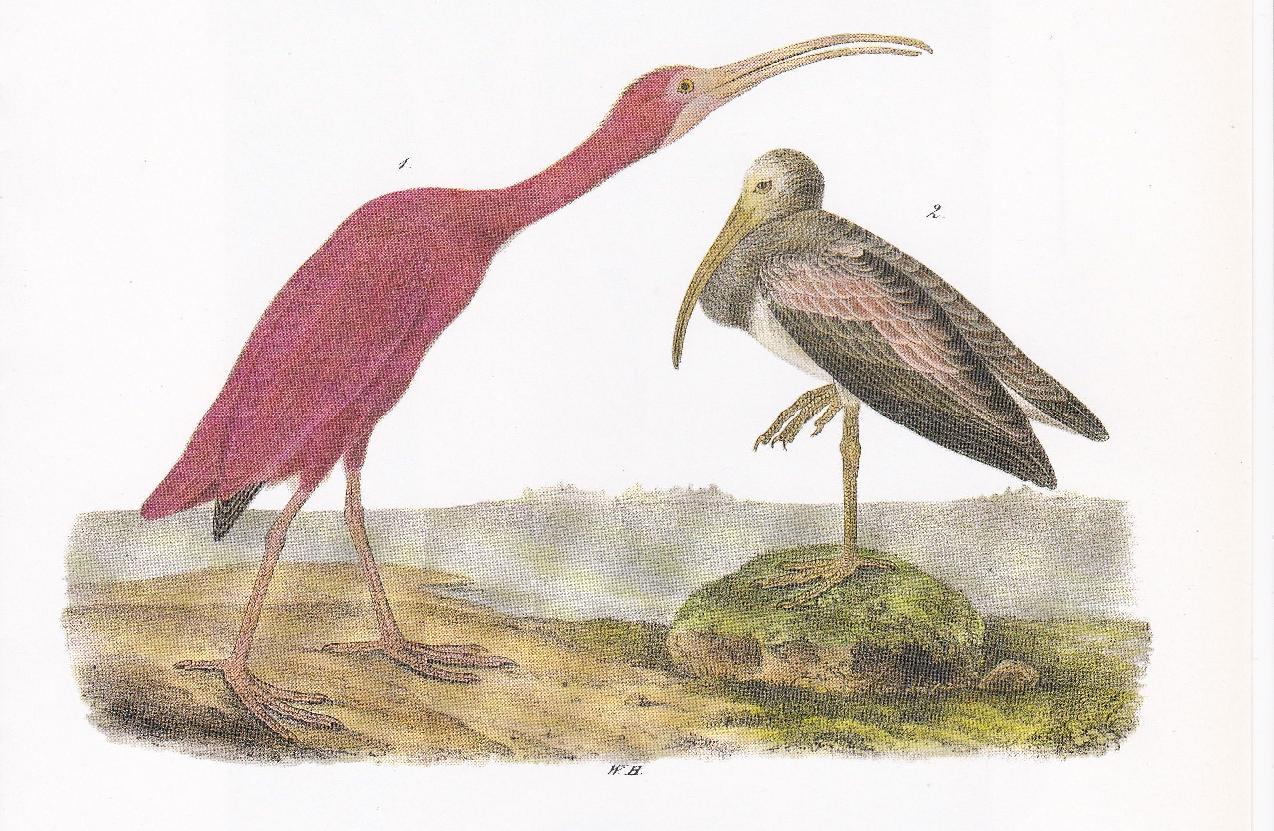 John James Audubon Famous Paintings
