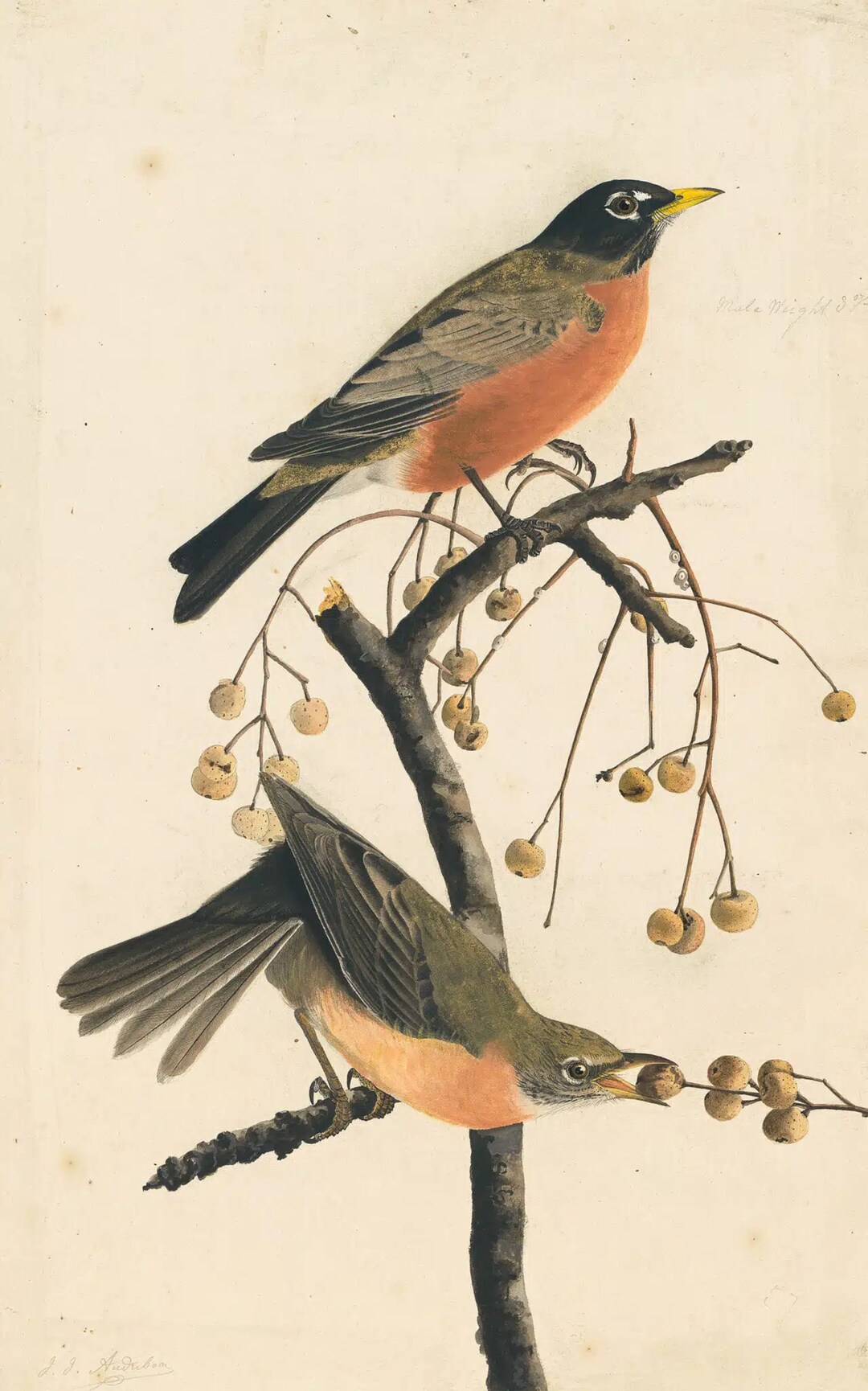 Audubon American Robin Bird Print: Vintage Coastal Wall Art (digital ...