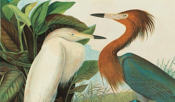 John James Audubon Famous Paintings