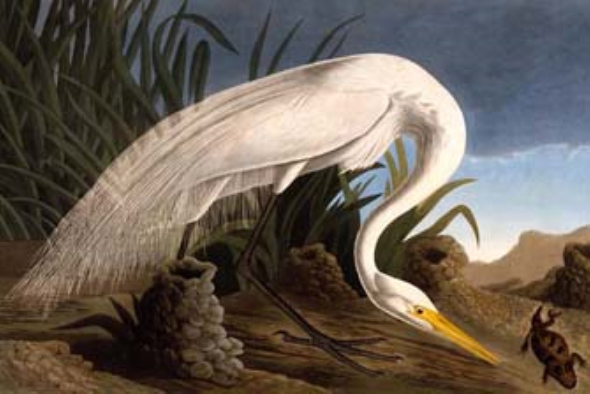 John James Audubon Famous Paintings