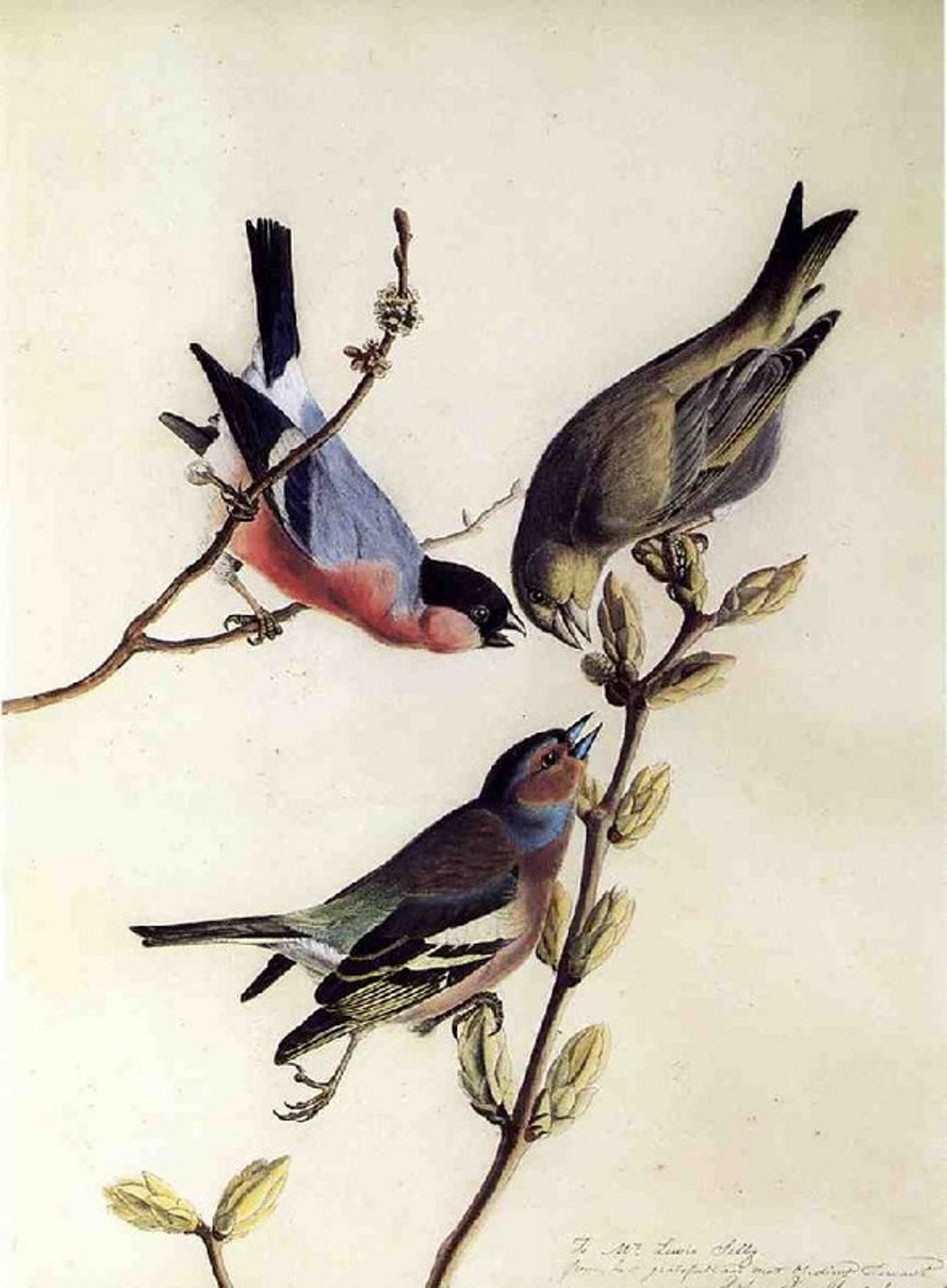Bull Finch Green Finch Gold John James Audubon Famous the Birds of ...
