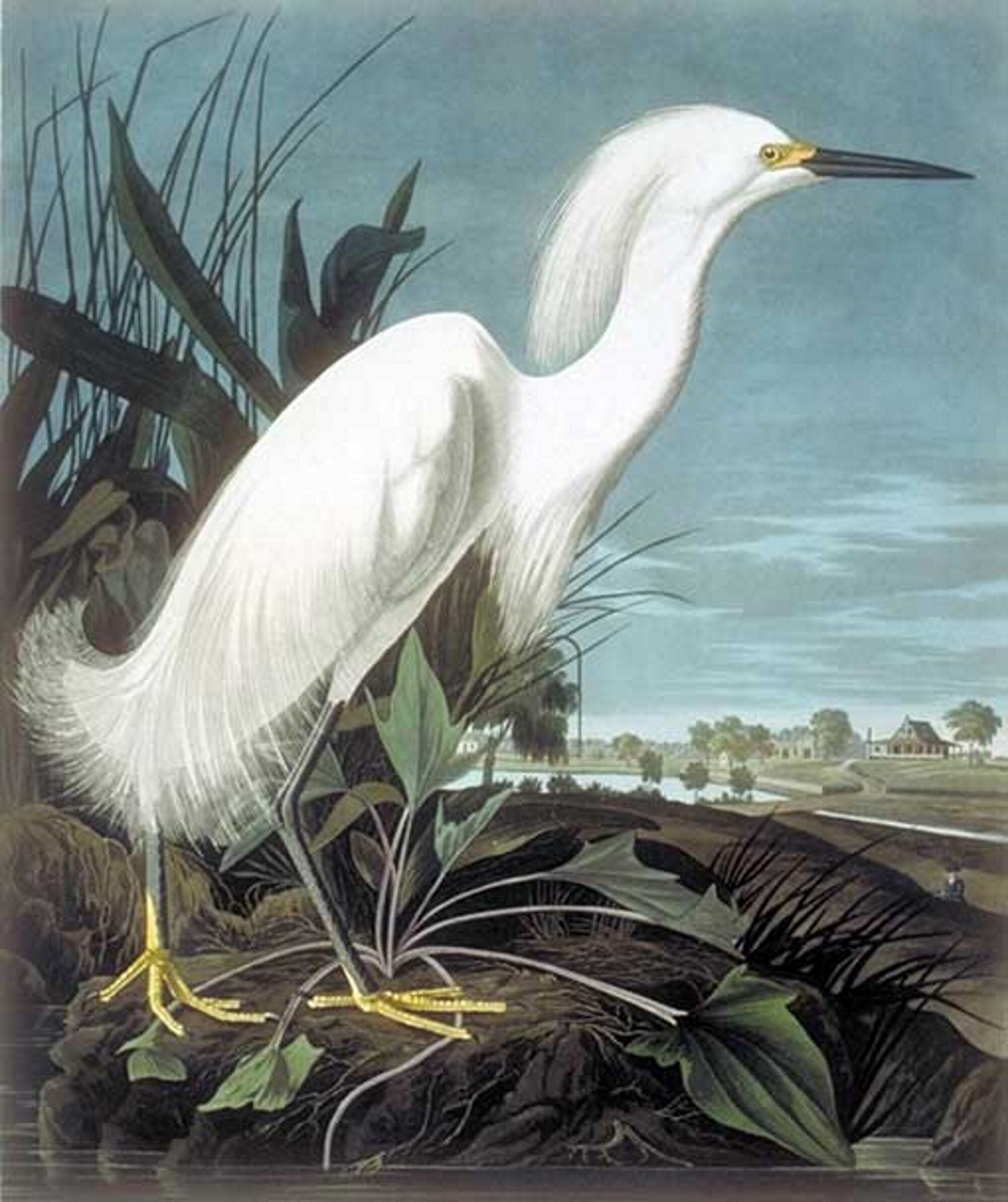 John James Audubon Famous Paintings