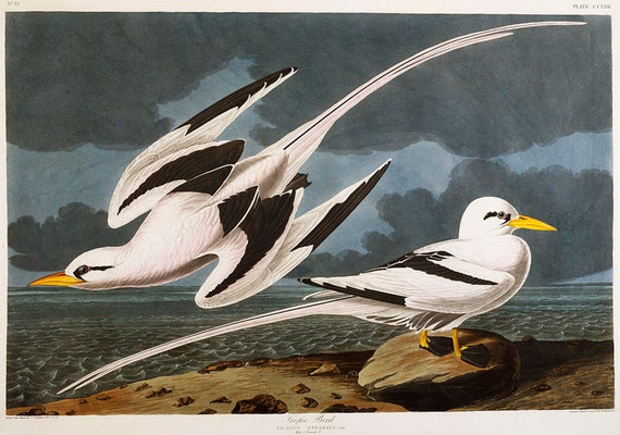 John James Audubon Famous Paintings