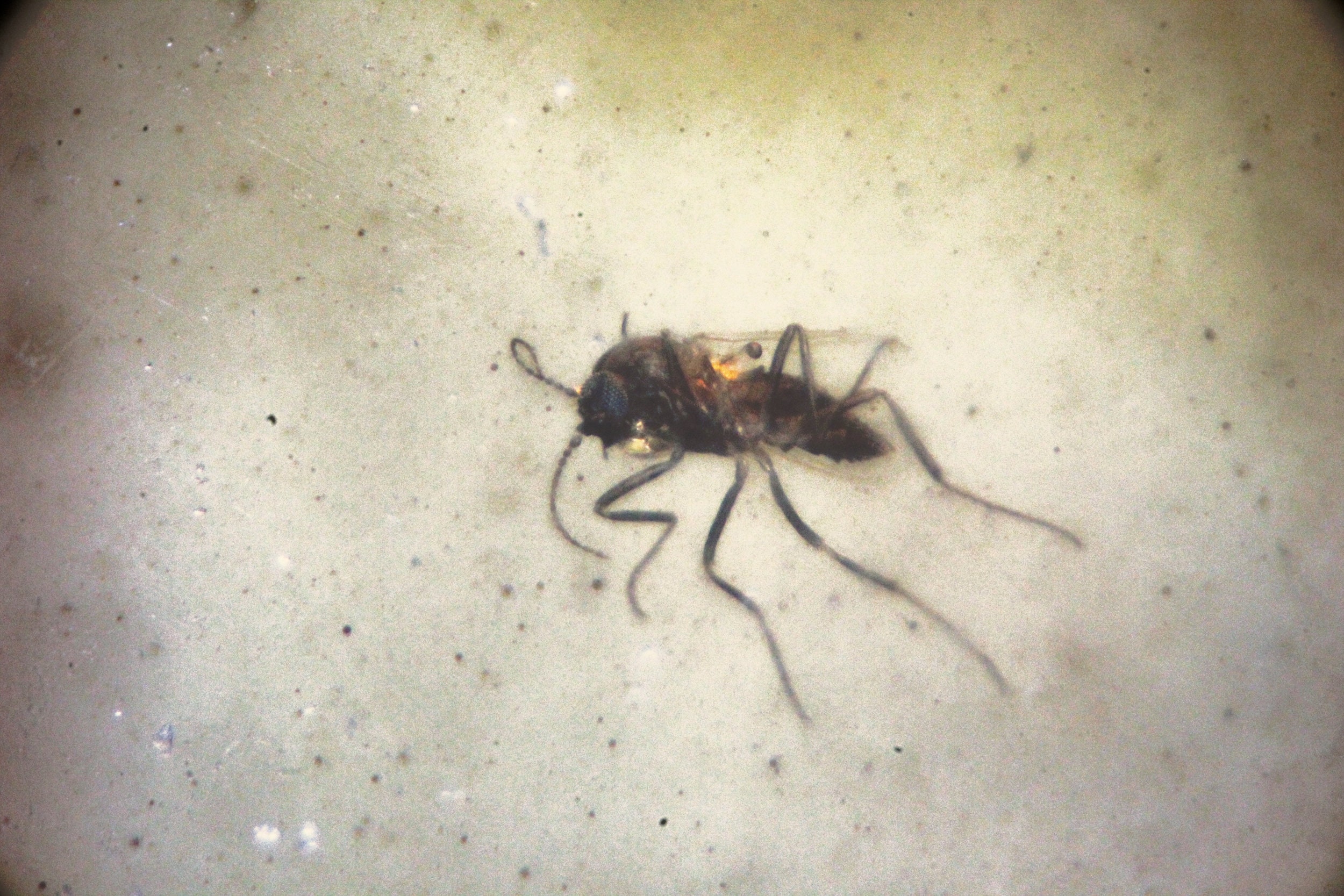 Burmese Amber Stone. Bugs in Amber. Burmese / Burmite Amber | Etsy