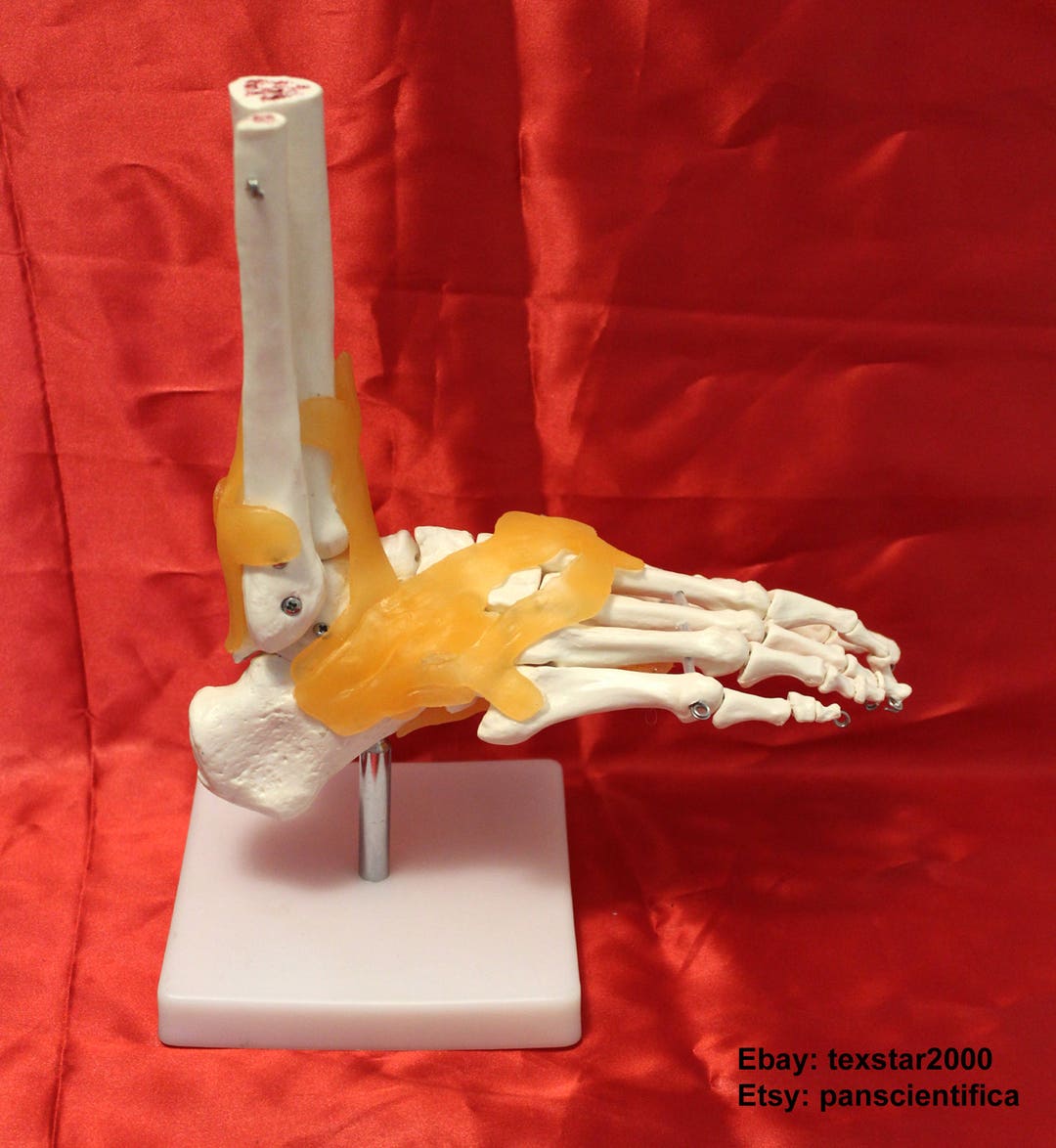 Human Skeleton Ligament Foot Ankle Joint Anatomical Teaching Model - Etsy