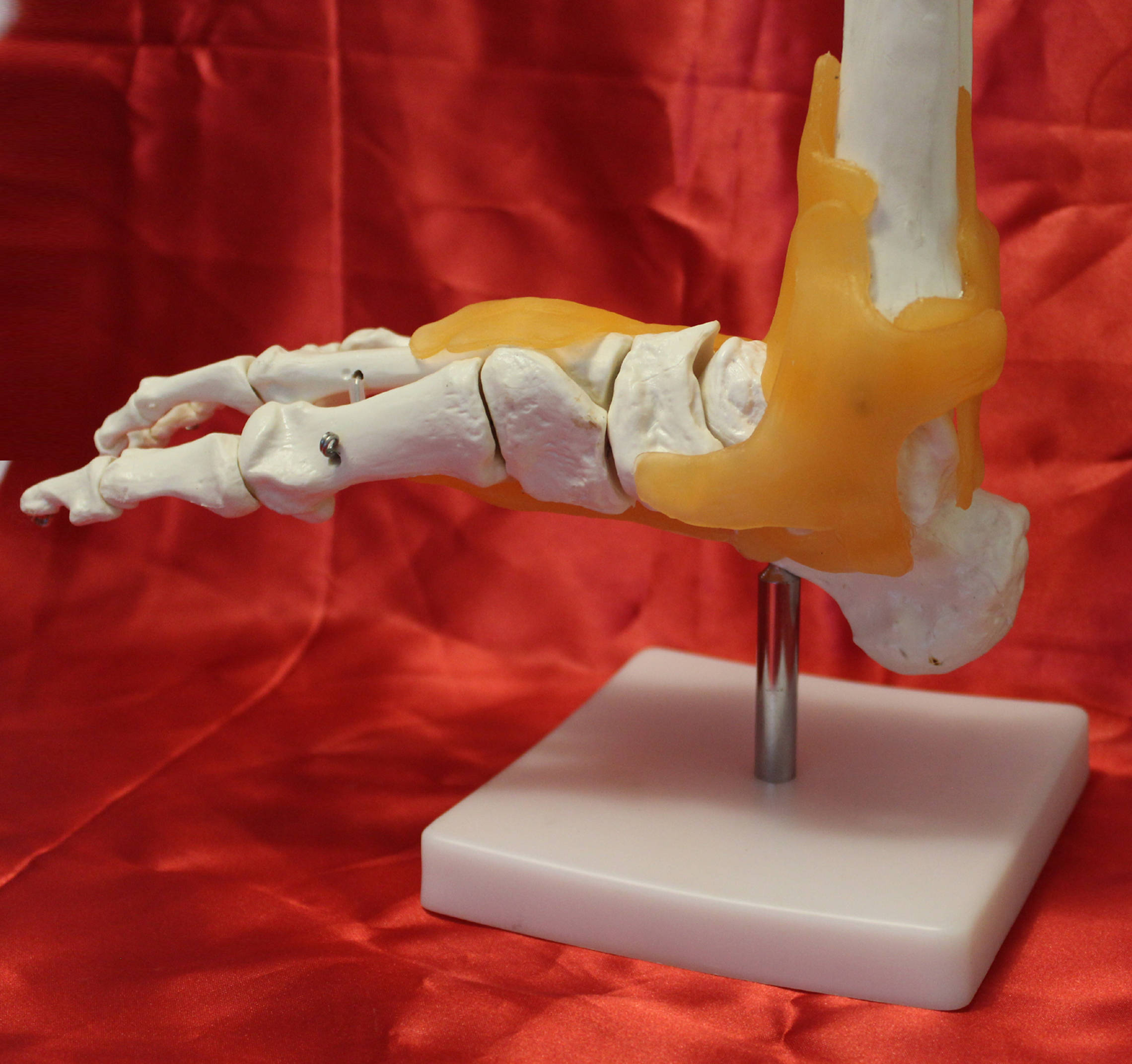 Human Skeleton Ligament Foot Ankle Joint Anatomical Teaching Model - Etsy