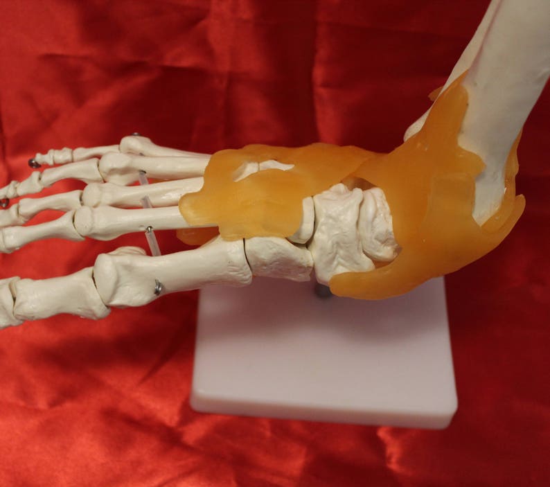 Human Skeleton Ligament Foot Ankle Joint Anatomical Teaching Model - Etsy