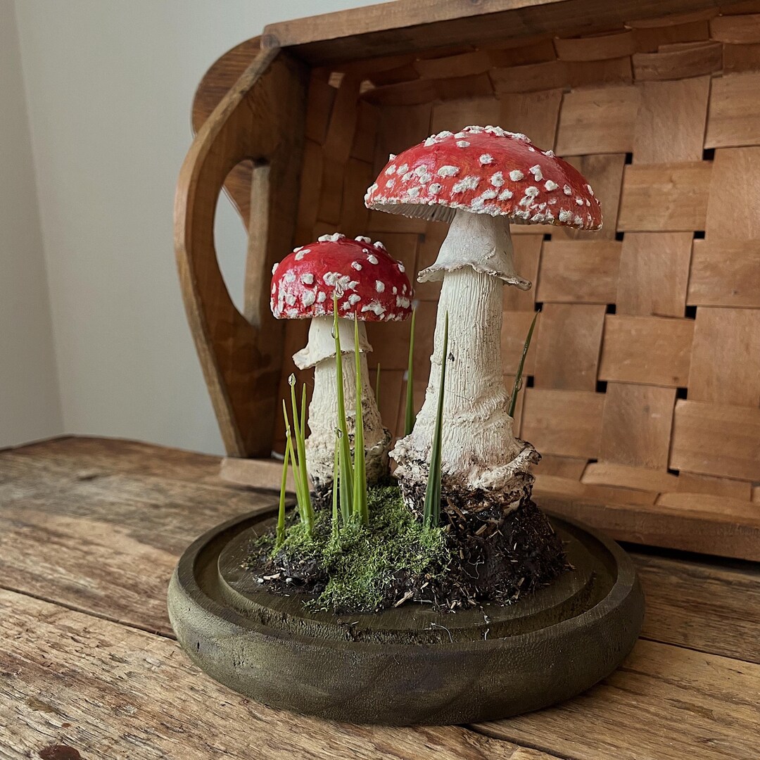 Red Amanita Muscaria Mushroom Bell Jar Scientific Model, Natural ...