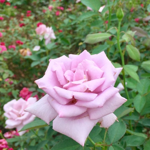 DoriscraftStore - Etsy