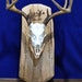 European Mount Board | Deer Mount Board With State | Deer Hunting ...