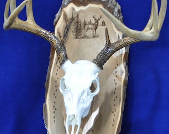European Deer Mount Board - Etsy