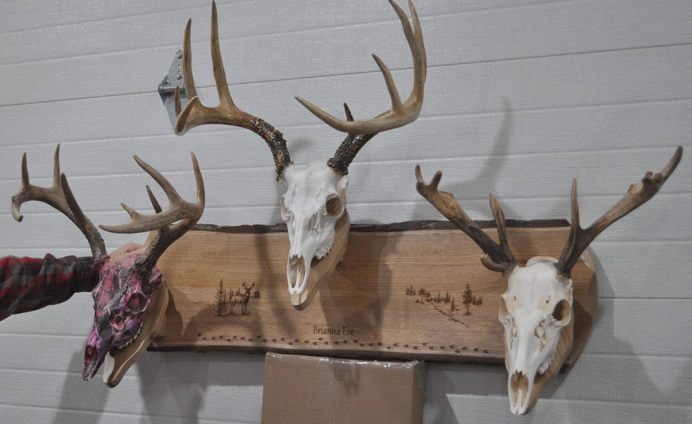 European Skull Mount Kit, Deer Skull Mount Board, 3 European Skulls ...