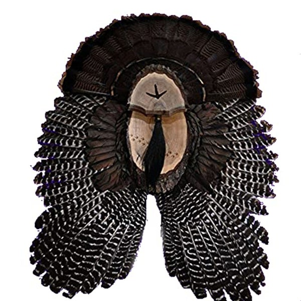 Turkey Fan Mount - Etsy