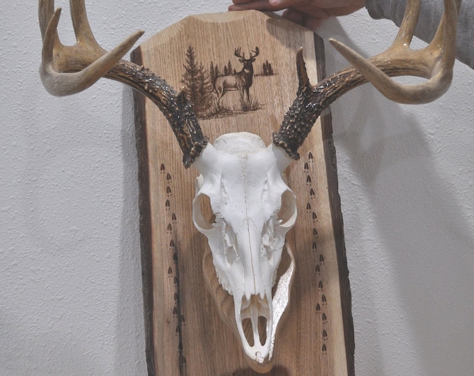 European Mount Boards, Engraved Hunting Photo, Deer Hunting, Deer Skull ...