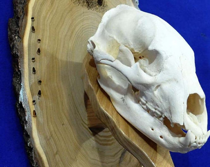 Hunting ~ Bear Mount Plaque ~ Bear Hunting ~ Bear Skull Mount ~ Gift ...