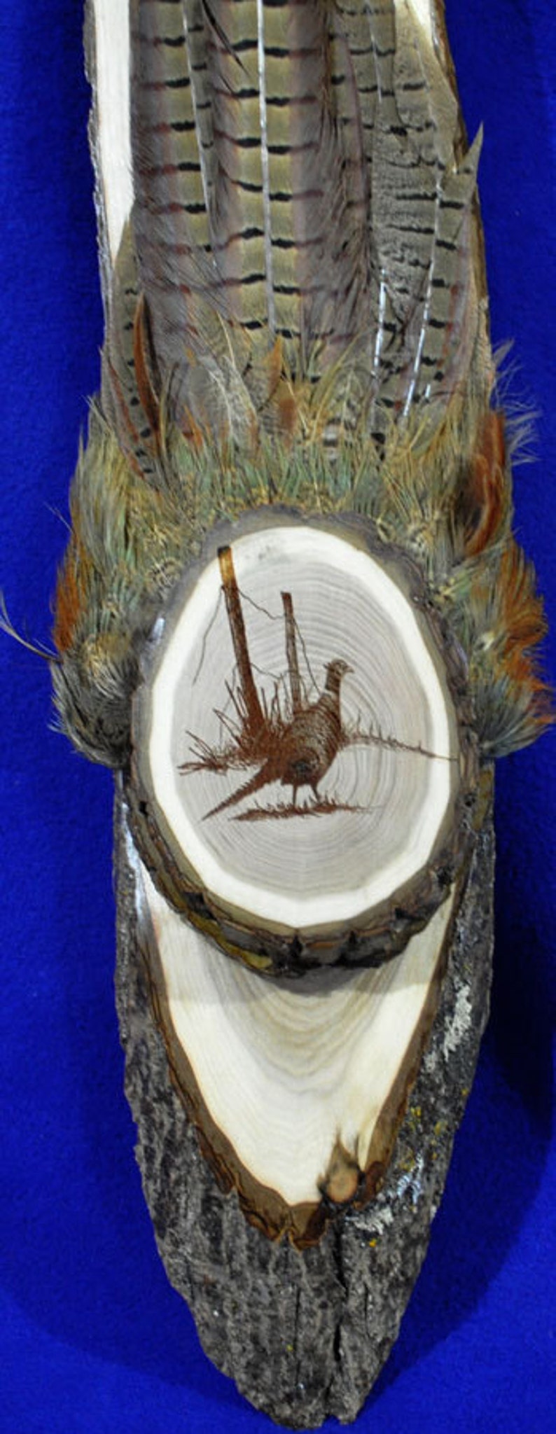 Pheasant Hunting ~ Pheasant Feathers ~ Pheasant Tail Mount ~ Pheasant ...