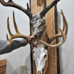European Skull Mounting Kit, Double Skull Mount for Deer, Two Photos ...