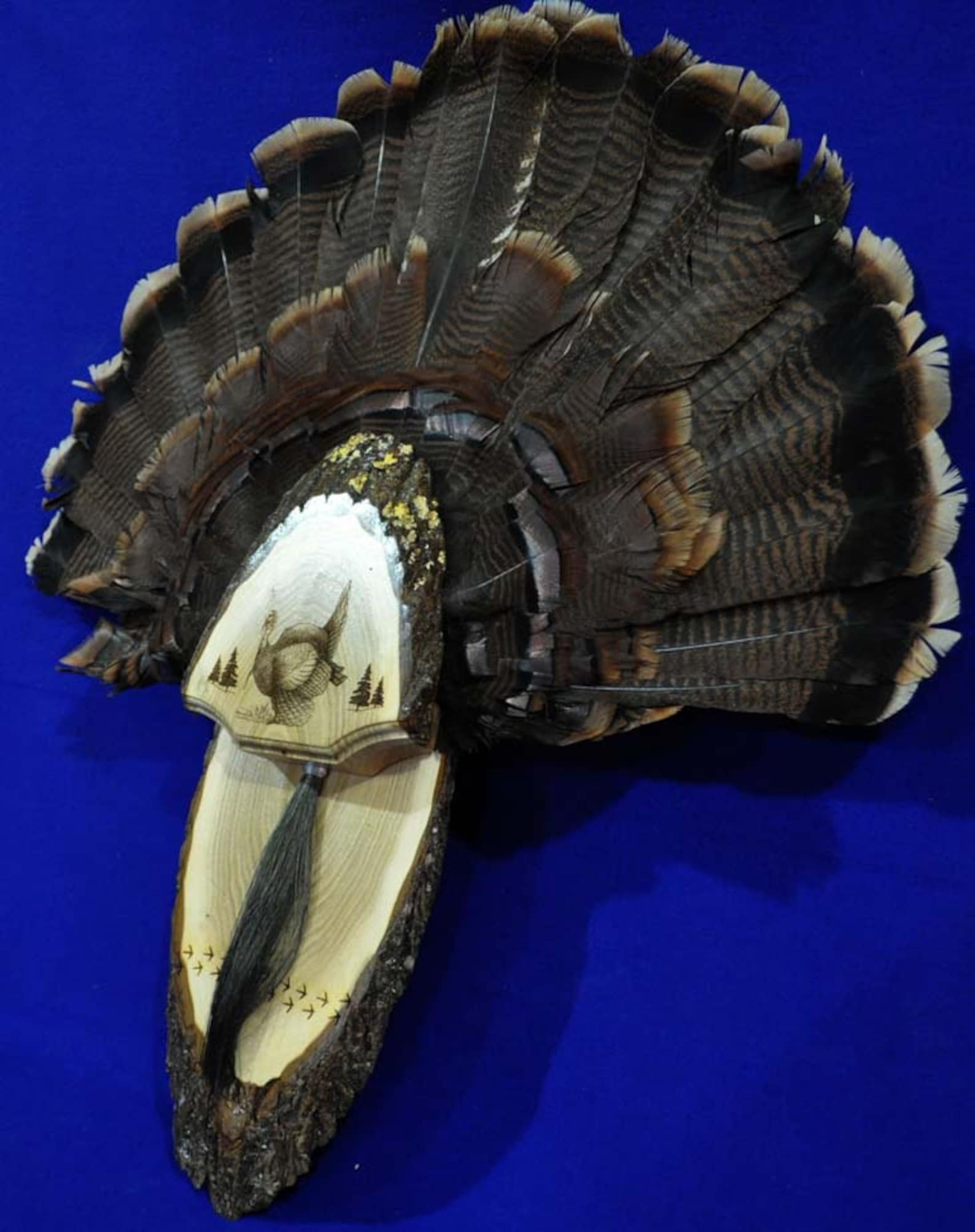 Turkey Fan Display / Turkey Hunting / Turkey Fan Mount / Turkey Fan ...