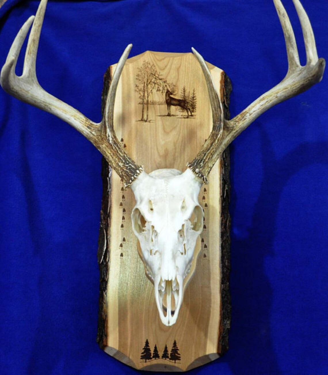 Hunting. European Mount Plaque. Deer Hunting. Deer Skull Mount. Gift ...