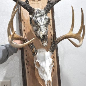 European Skull Mounting Kit, Double Skull Mount for Deer, Two Photos ...