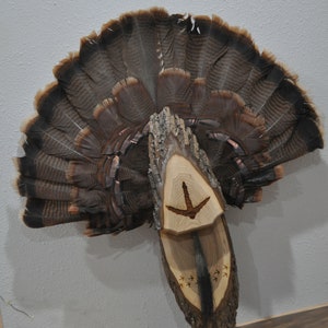 Turkey Fan Display, Hunting for Turkeys, Tail and Fan Mount, Turkey ...