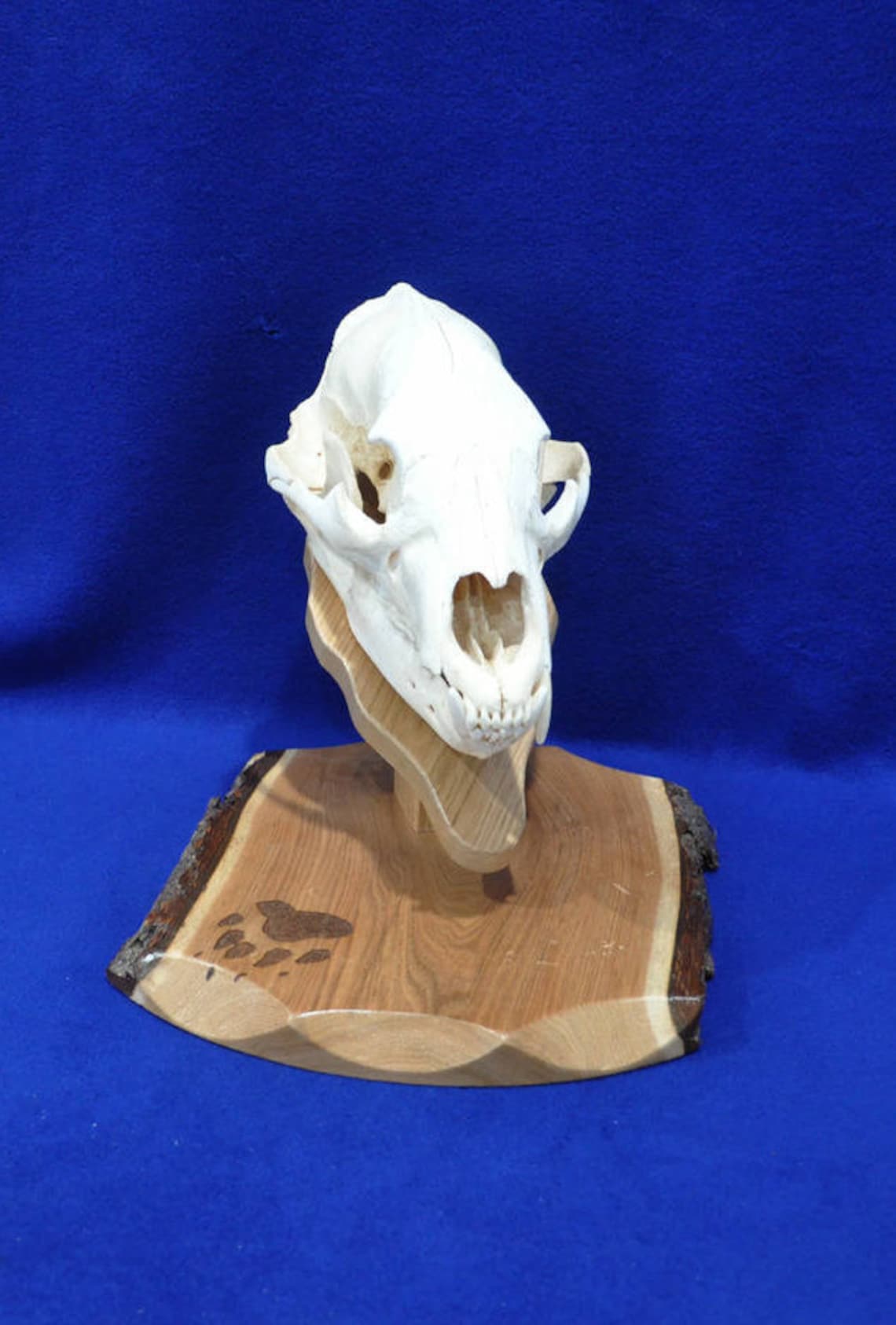 Bear Hunting Hunting Bear Mount Plaque Bear Skull Mount | Etsy