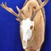European Mount Board Deer Mount Board European Mount Deer Skull Mount ...