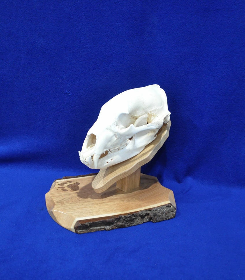 Bear Hunting Hunting Bear Mount Plaque Bear Skull Mount | Etsy