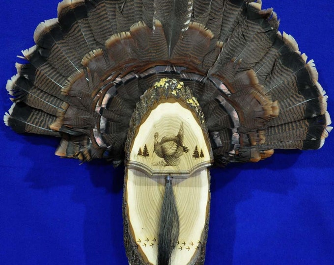 Turkey Fan Display / Turkey Hunting / Turkey Fan Mount / Turkey Fan ...