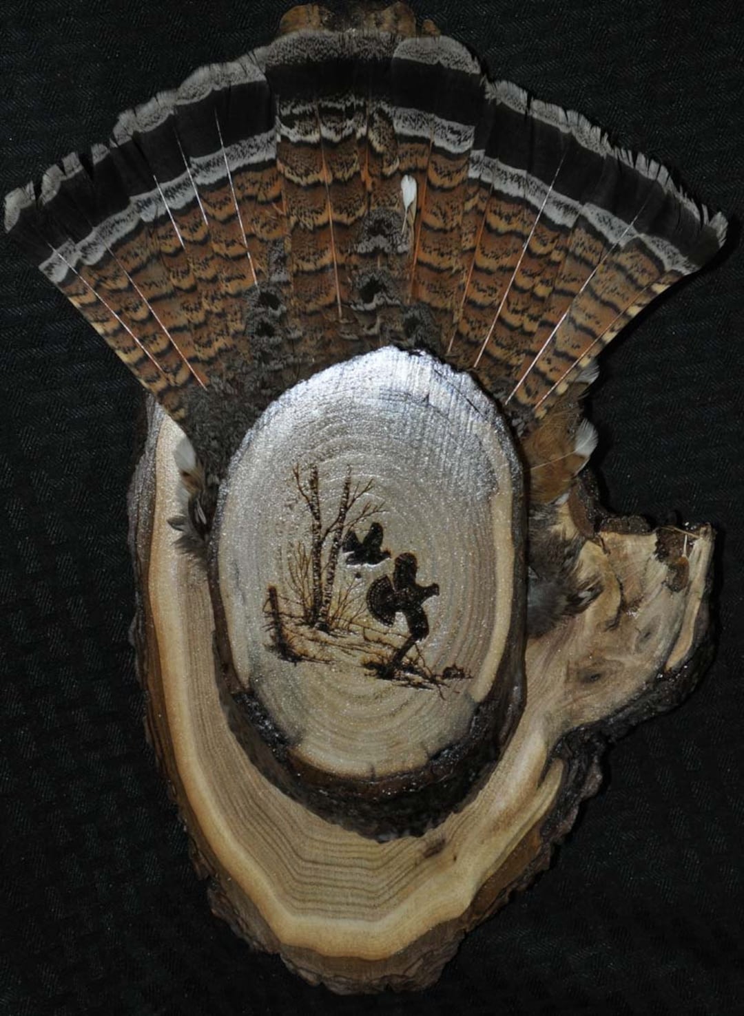 Hunting .grouse Fan. Grouse Hunting. Grouse Fan Mount. Grouse Tail ...