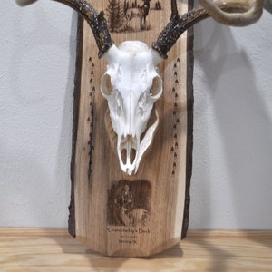 European Mount Boards, Engraved Hunting Photo, Deer Hunting, Deer Skull ...